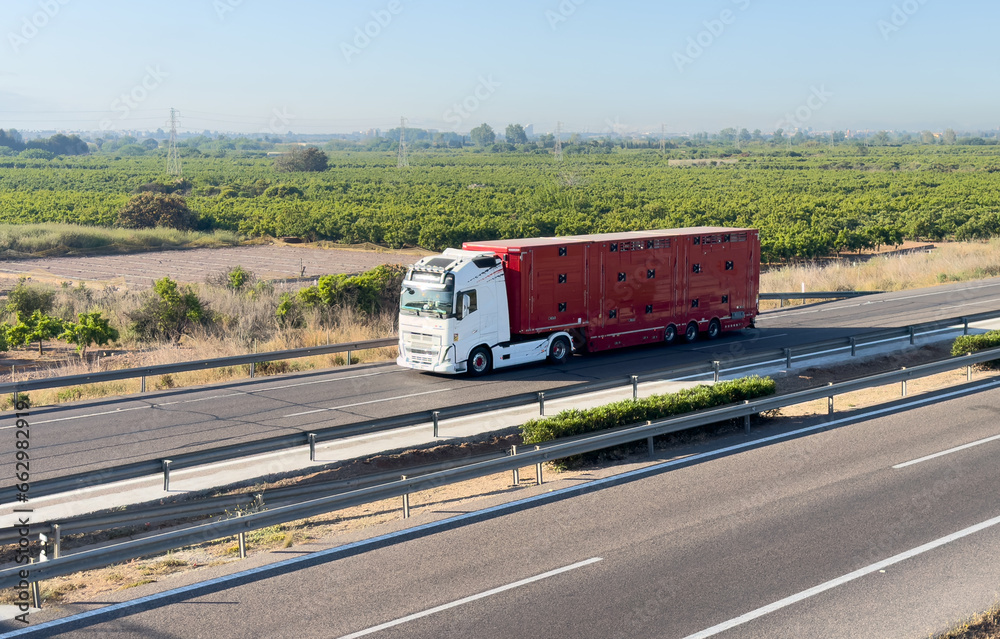 Animal transporter truck driving on a highway. Semi-trailer truck with ...