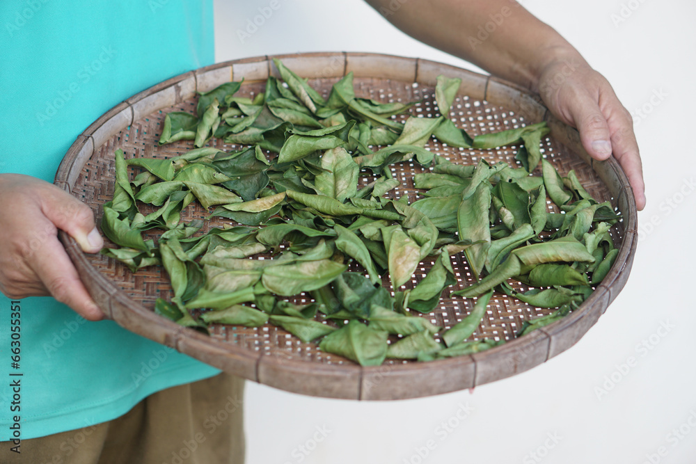 Close up man hold tray of dried herbal leaves. Concept, Local wisdom of ...