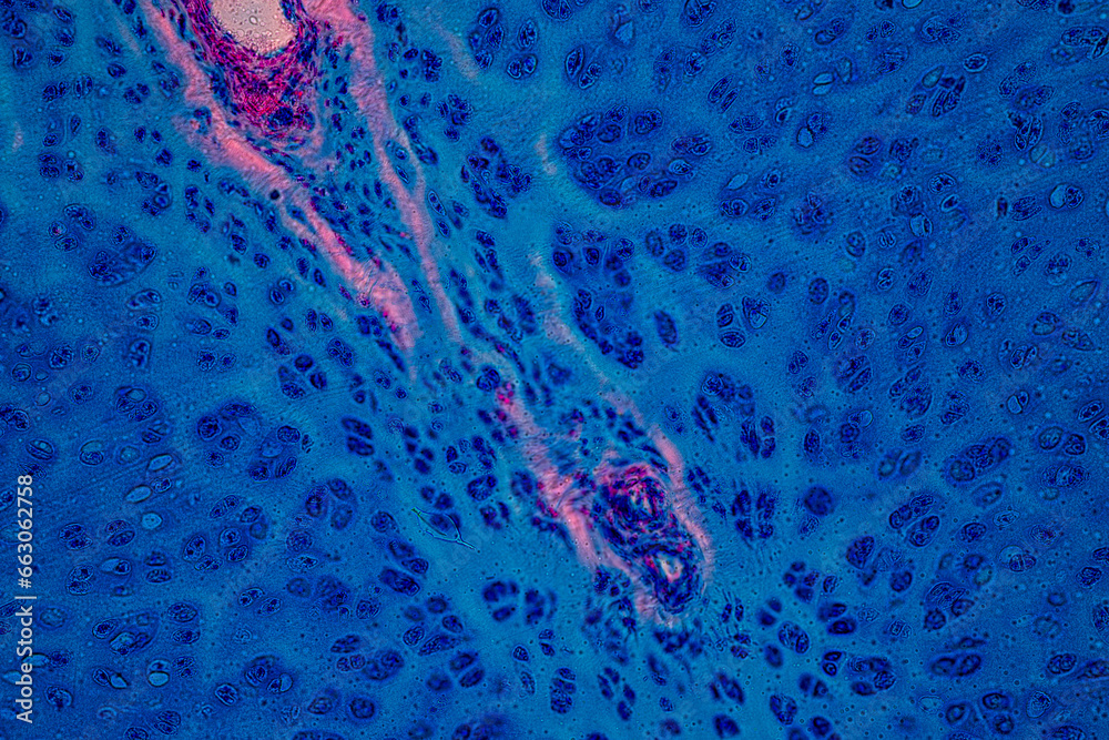 Showing Light micrograph Type of Tissue Human under the microscope in ...