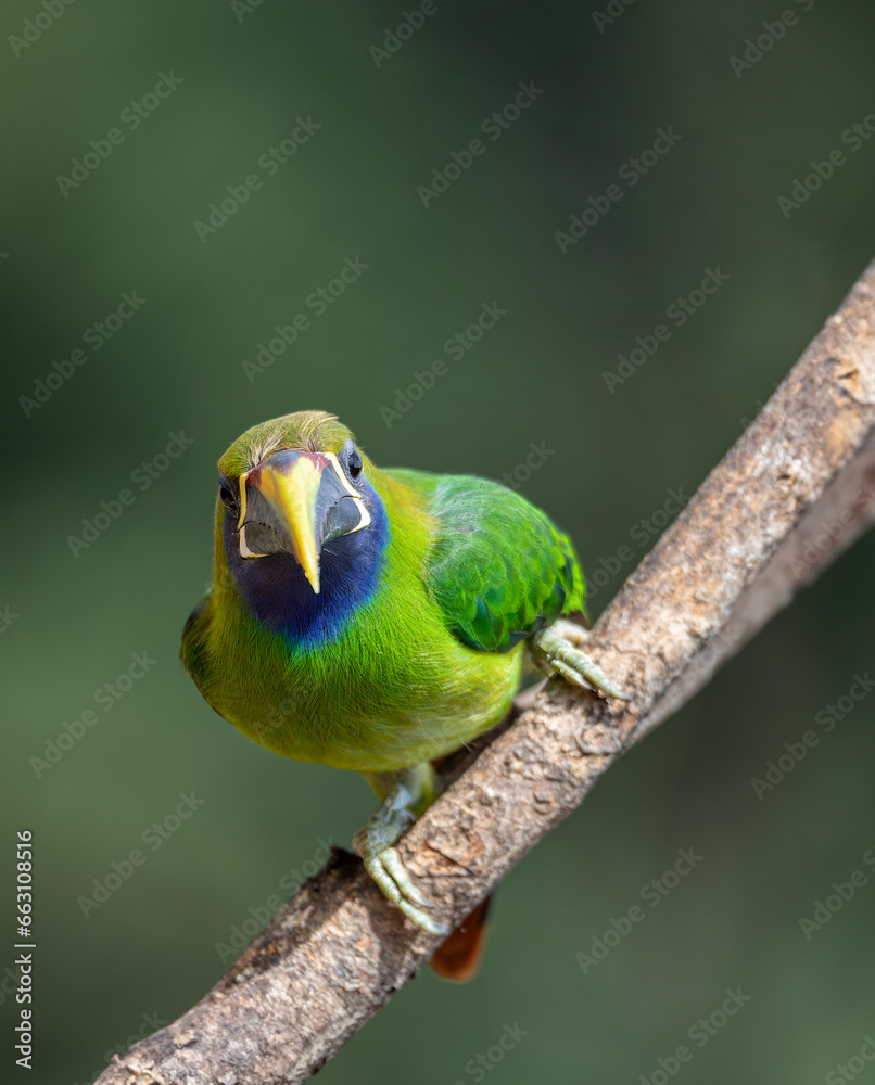 Beauty green toucan family bird Emerald toucanet (Aulacorhynchus ...