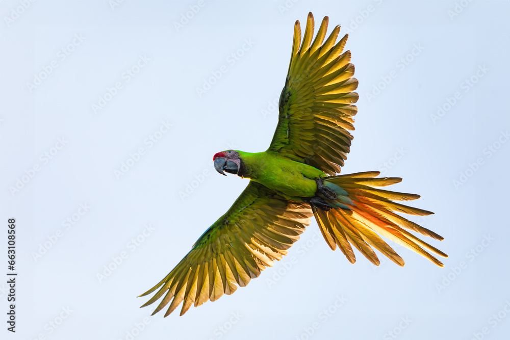 Flying Great green macaw (Ara ambiguus), also known as Buffon's macaw ...