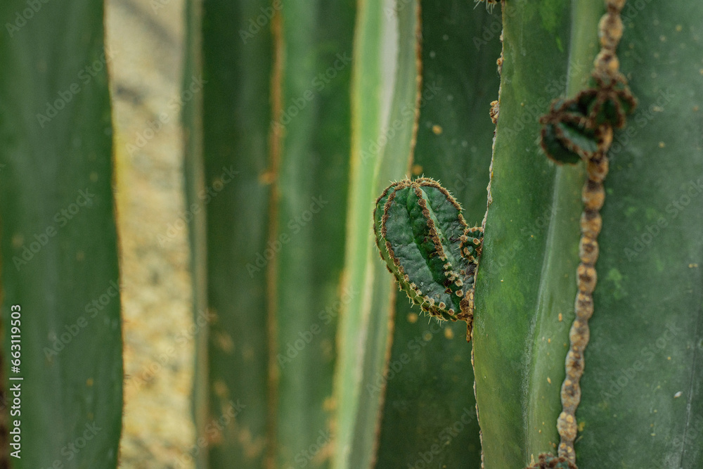 Cactus gigante largo desierto de México verde Stock Photo | Adobe Stock