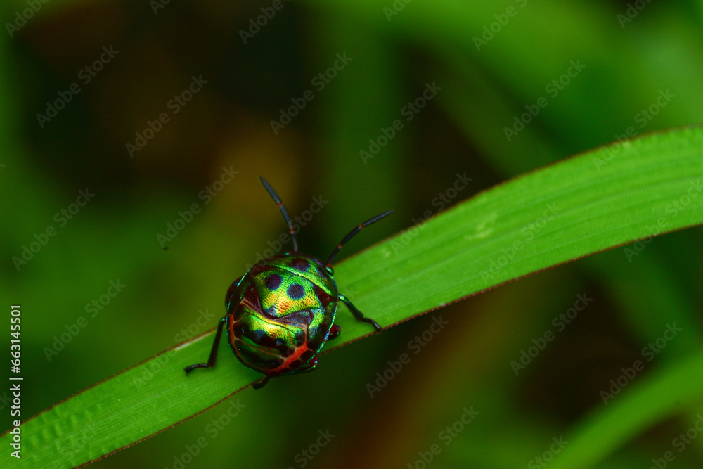 close-up photo of insect revealing little details that cannot be seen ...