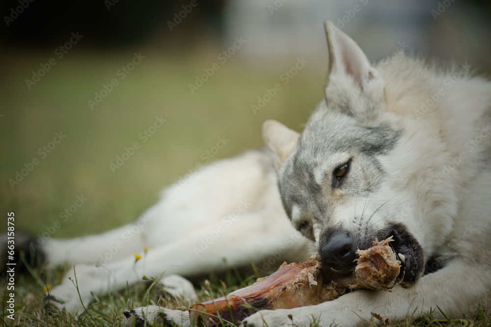 Youth male of czechoslovak wolfdog eating bone outdoor in nature Stock ...