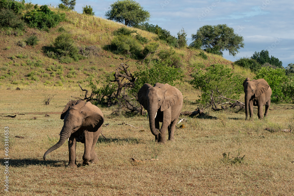 Elephant herd walking in the green season in a Game Reserve in the Tuli ...