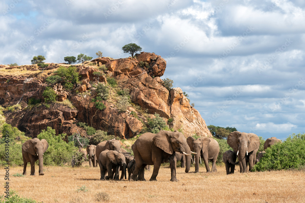 Elephant herd walking in the green season in a Game Reserve in the Tuli ...