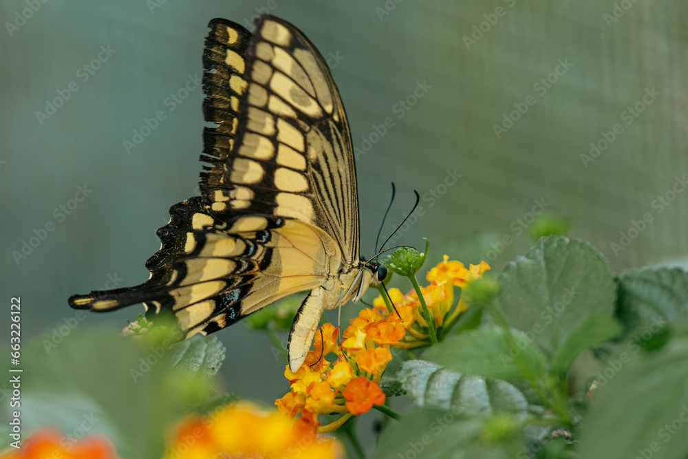 Papillon (Grand porte-queue ou Papilio cresphontes) avec des fleurs ...