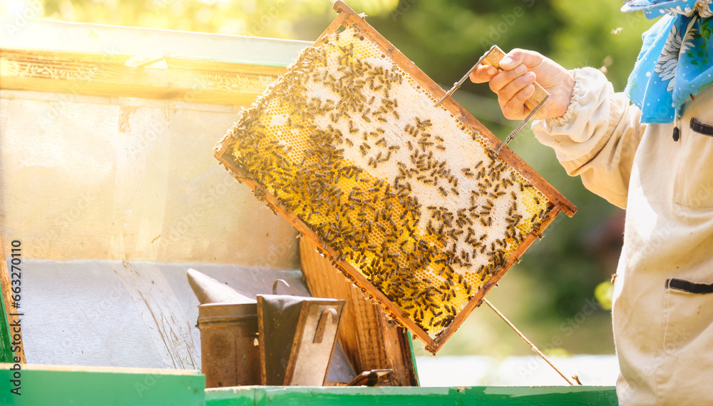 Frames of a bee hive. Beekeeper harvesting honey. The bee smoker is ...
