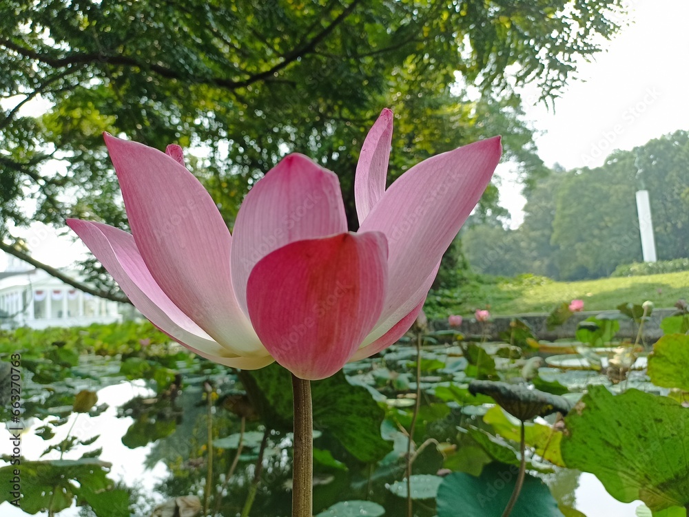 Lotus water plant with the scientific name Nelumbo nucifera, a species ...