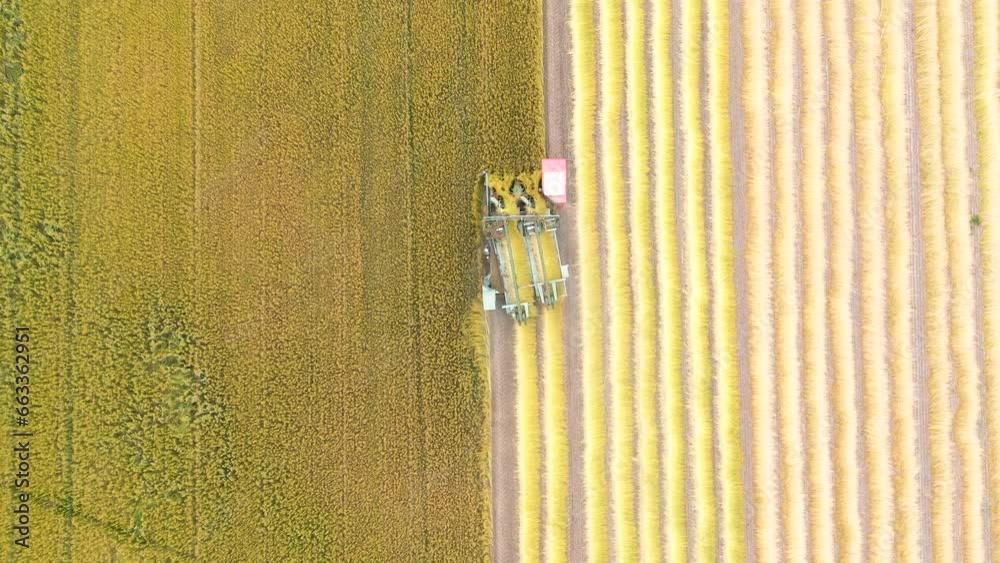 Agricultural machines mow fodder grass for livestock in rural field ...