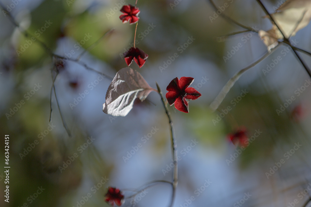 Euonymus verrucosus or Warty-barked Spindle. Ripe Red black fruit of ...