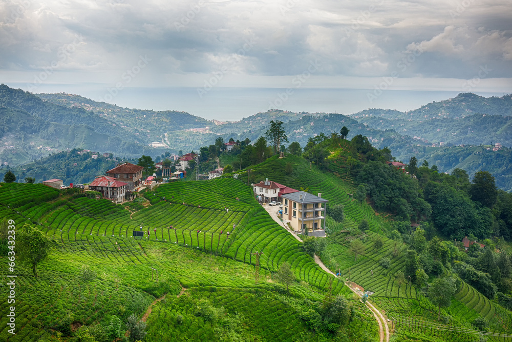 Cayeli, Rize, Turkey. Traditional tea fields and houses in Haremtepe ...