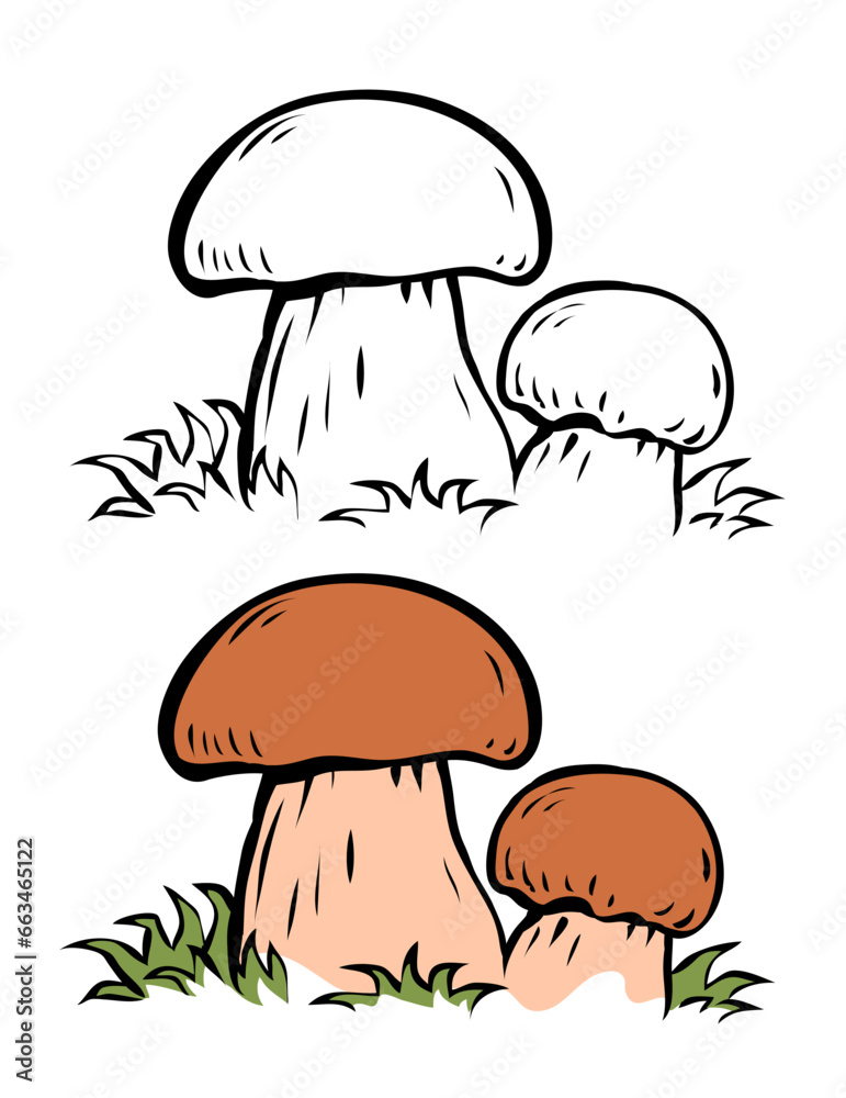 Porcini sketch. Edible forest mushroom. Brown cap. Delicious nutritious ...