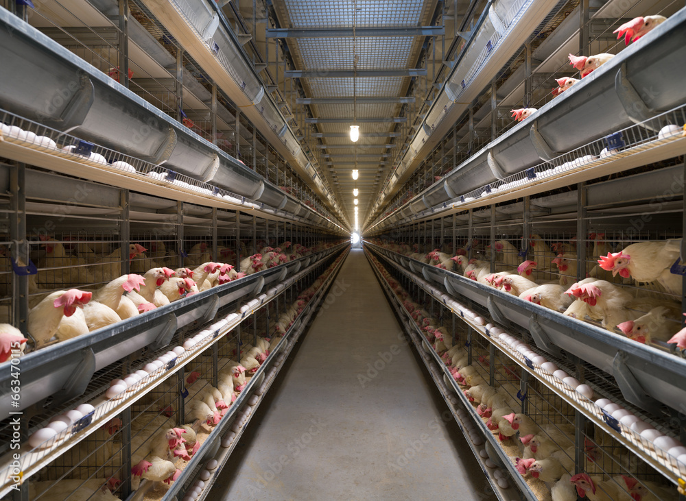 Egg production factory. White hens lay eggs in a fully automated ...