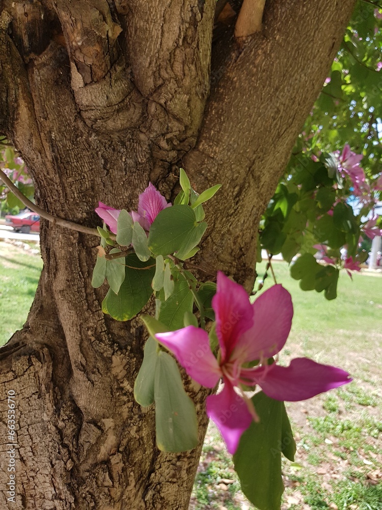 There is no world that compares to your love, no homeland can replace ...