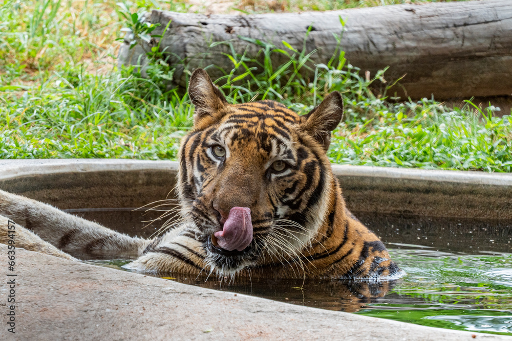 The tiger lies in the water, stretching out its paws forward, licks its ...