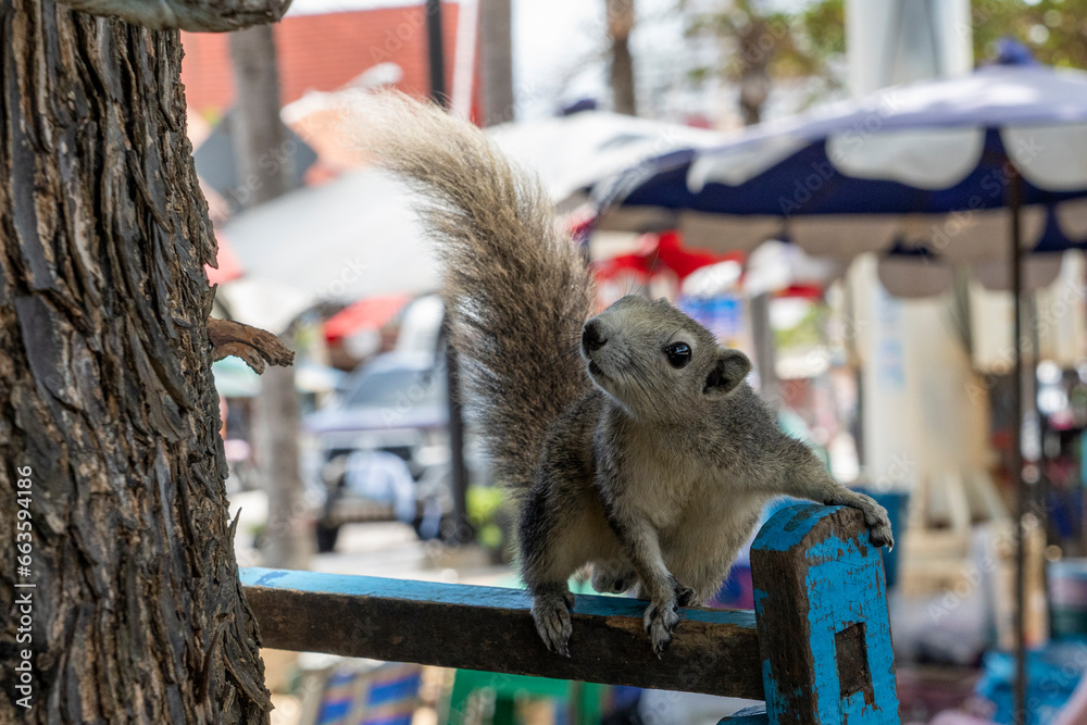 A squirrel sits on a sun lounger, holding onto it with its paws ...