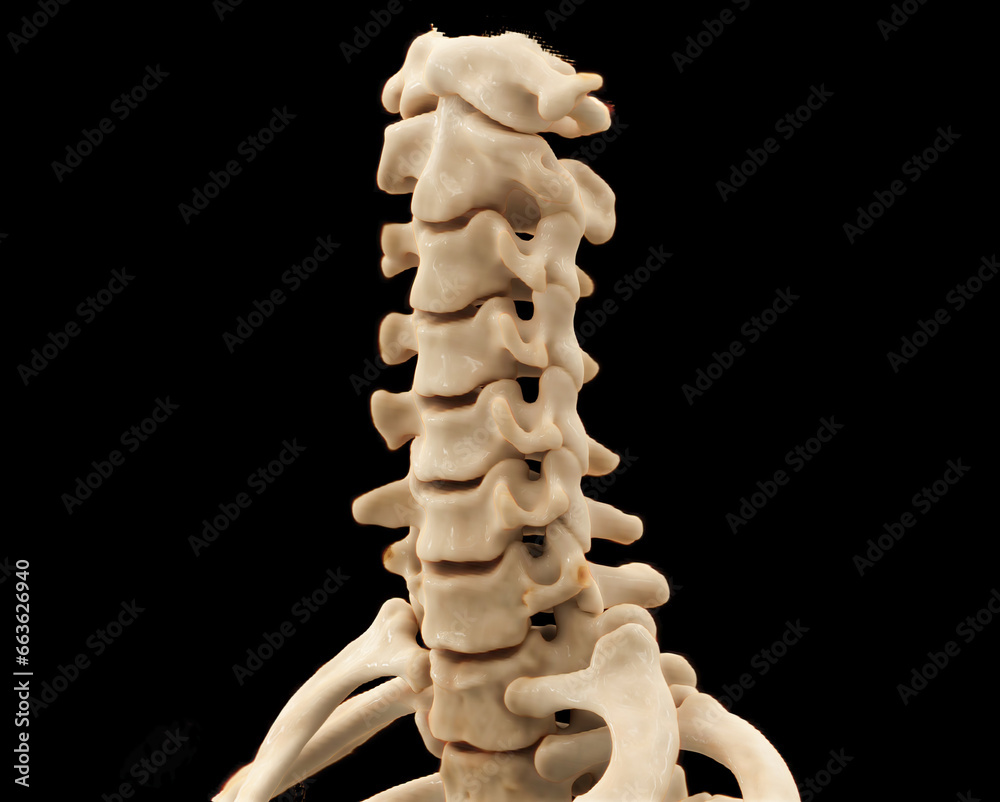 CT scan of C-Spine or Cervical spine 3D rendering for diagnosis ...