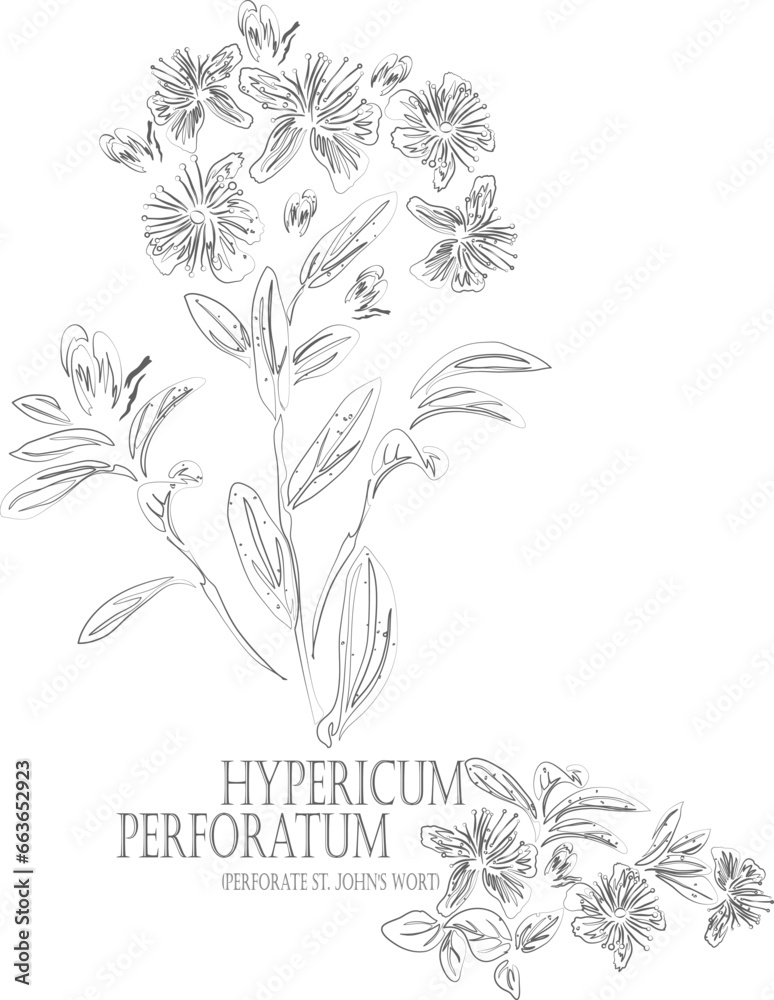 Perforate St. John's Wort flowers vector contour. Medicinal Hypericum ...