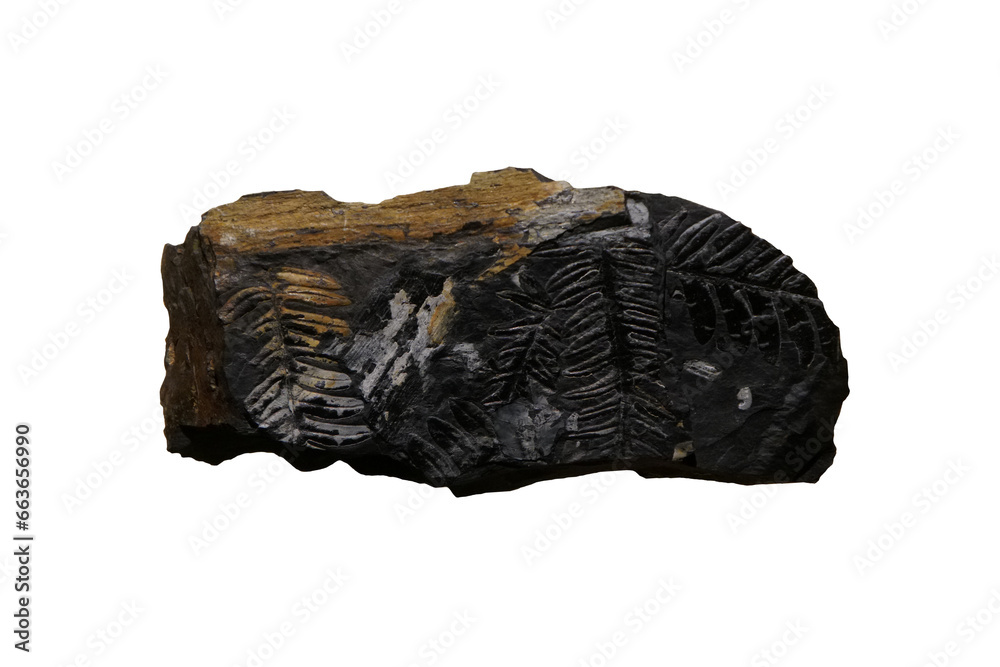 Sample of fossil fern on black carbon rock in the Carboniferous Period ...