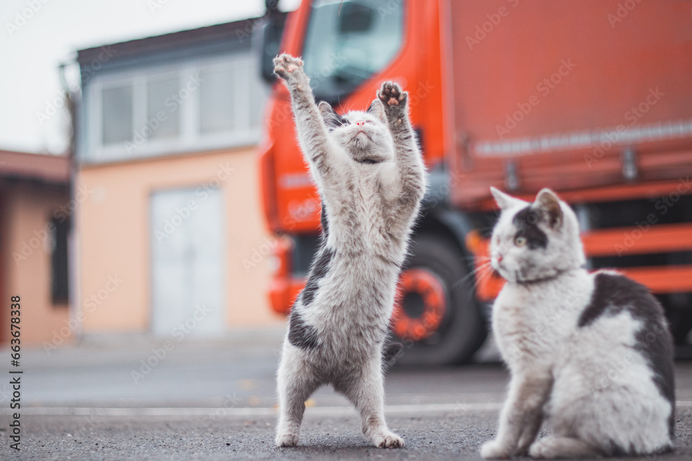 Group of cute, frisky kittens run around and play with each other. The ...