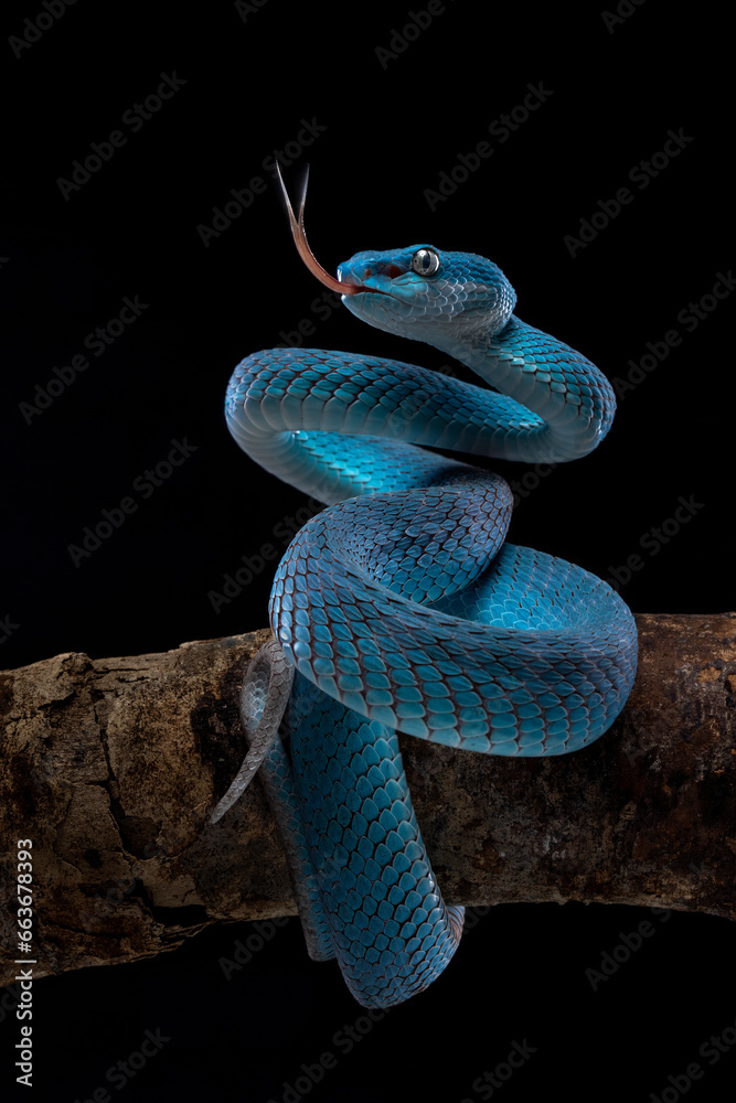 Blue White Lipped Pit Viper (Trimeresurus insularis) is venomous pit ...