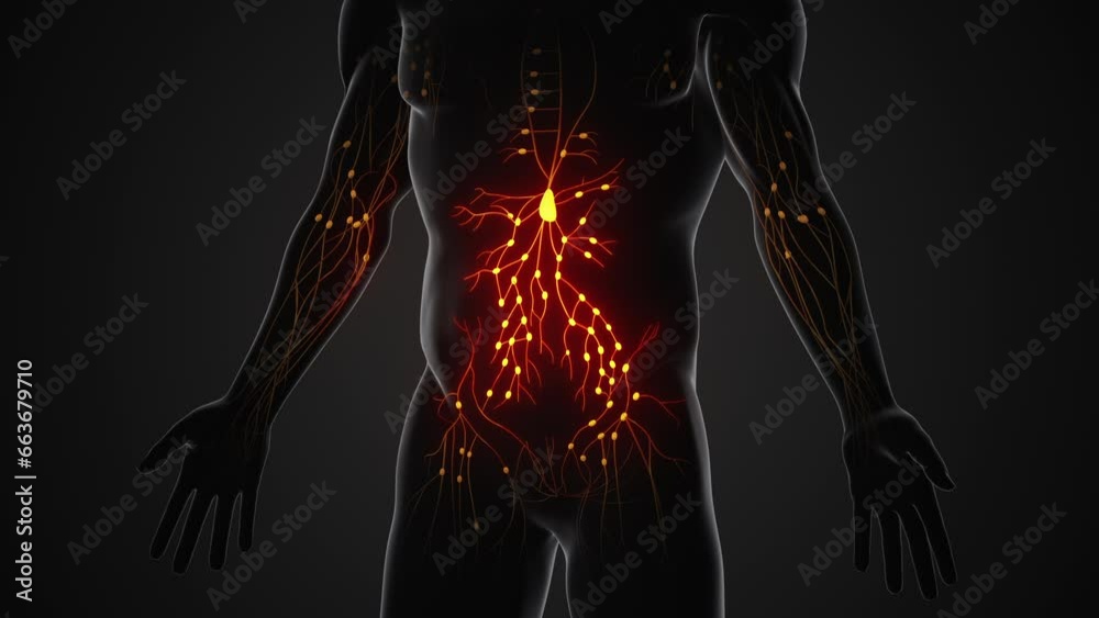 Anatomical structure of the human lymphatic system 素材庫影片 | Adobe Stock