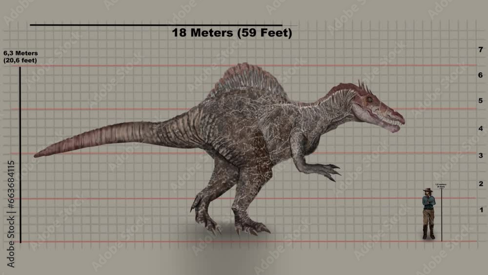 Spinosaurus Size In Graphic Chart. Spinosaurus Measurement. animation ...