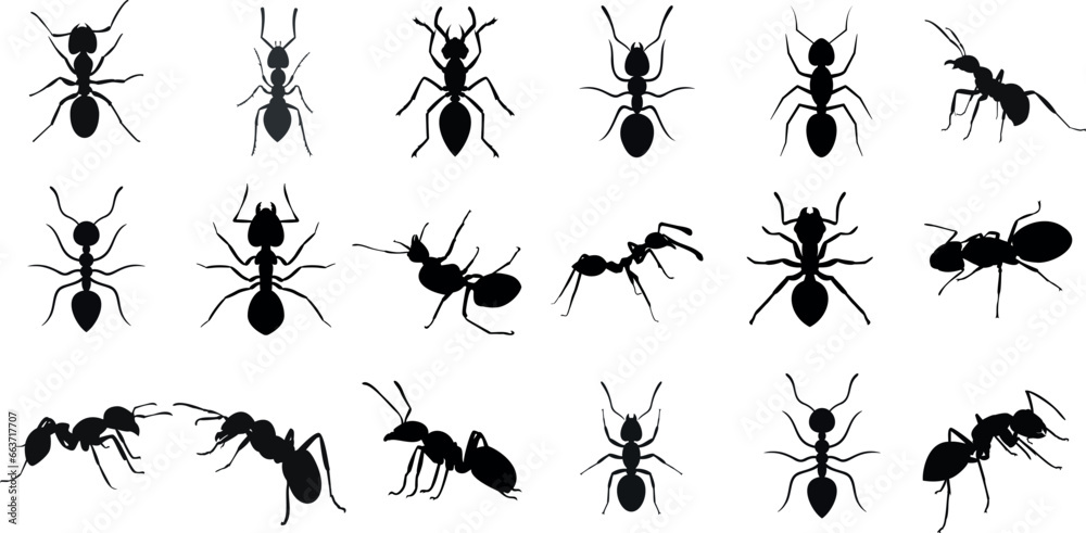 Ants vector illustration, white background. Detailed, various poses ...