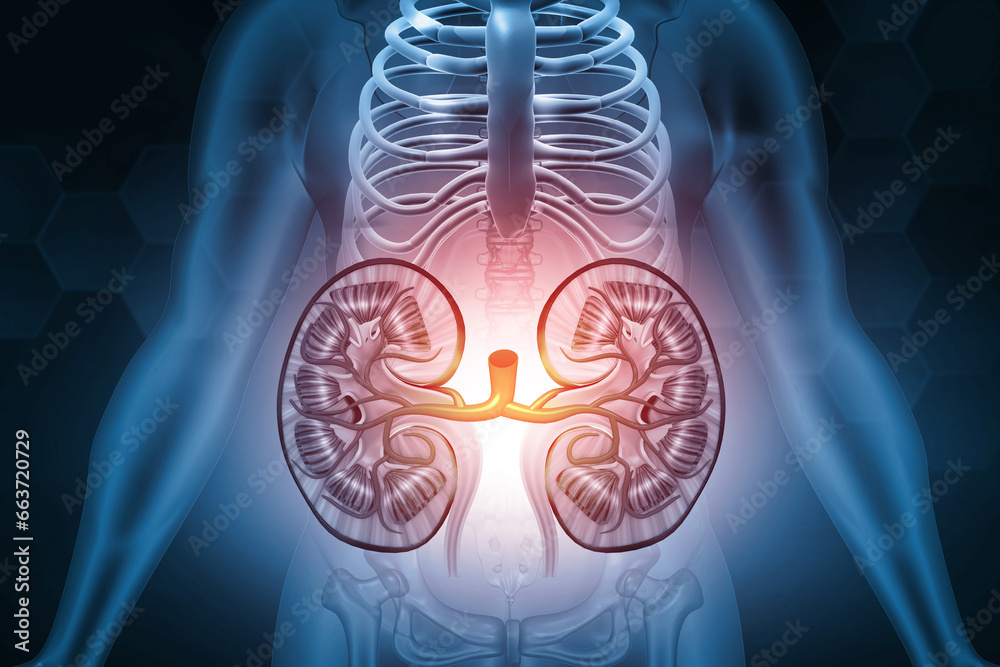 Human kidney anatomy on medical background. 3d illustration.. Stock ...