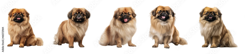 Pekingese Dog full body vector set isolated on white background Stock ...