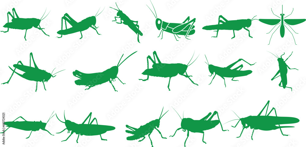green grasshoppers vector illustration featuring a collection of ...