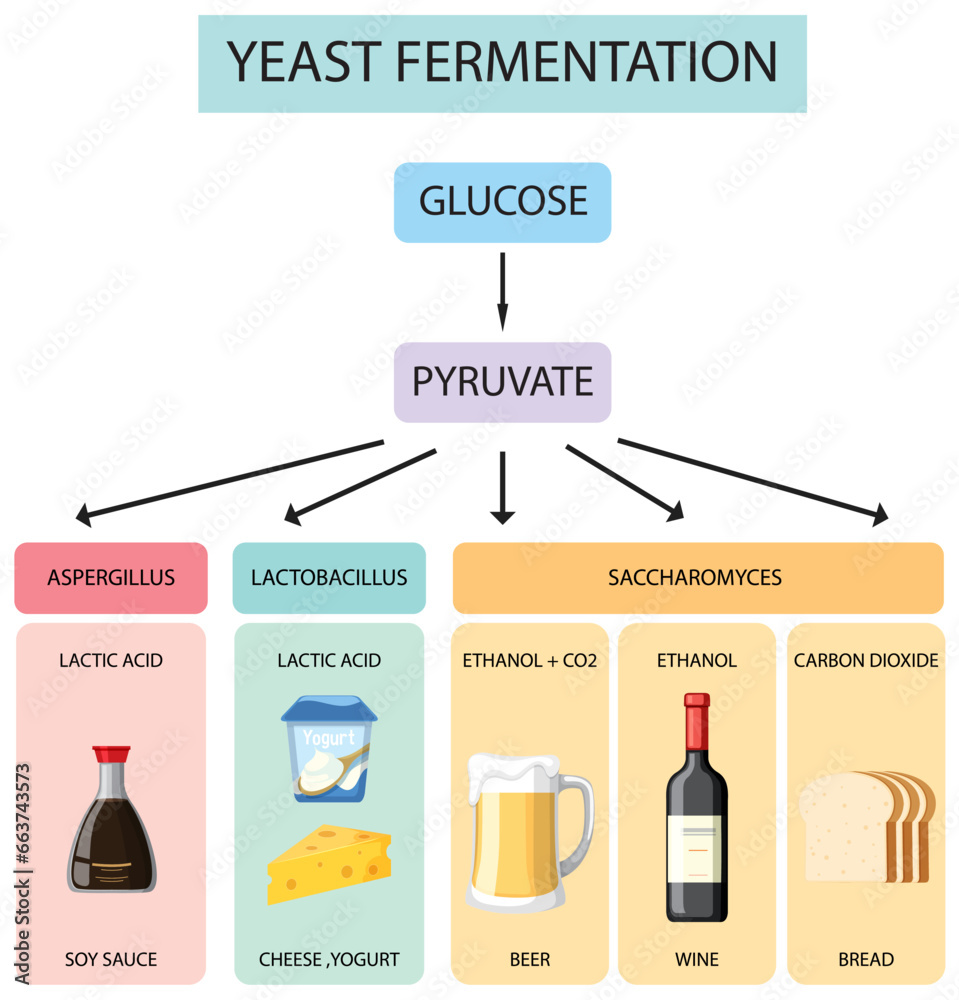 Vecteur Stock Yeast Fermentation and Product Infographic: Explained in ...