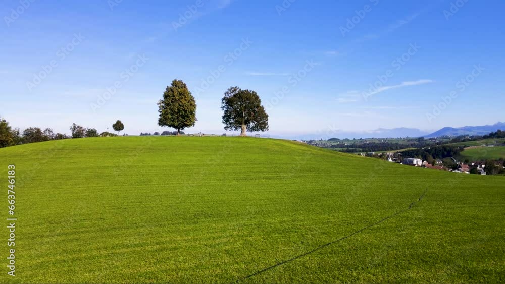 solitary lone trees on top of rolling alpine fields with tall alpine ...