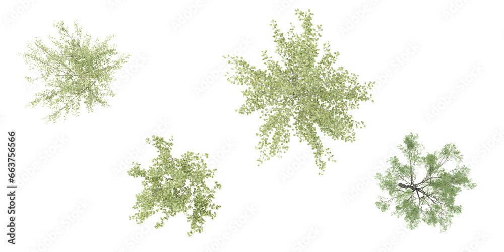 Ornäs birch,Birch tree top view for landscape plan and architecture ...