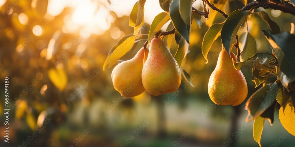 Fruit farm with pears. Branch with natural pears on blurred background ...
