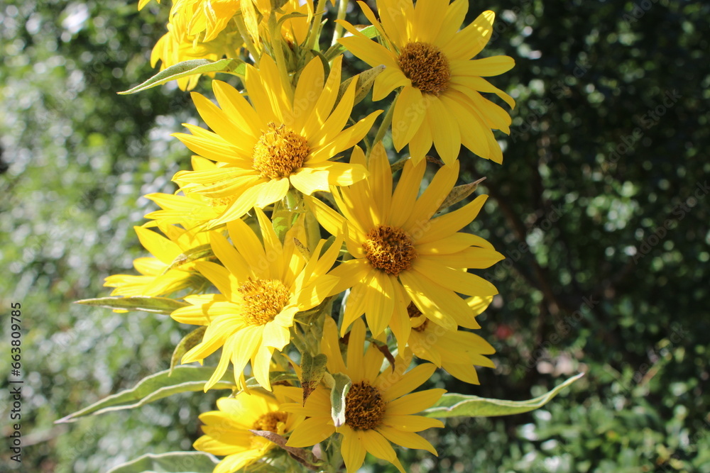 A cluster of Daisies grow in a natural arrangement along side a nature ...
