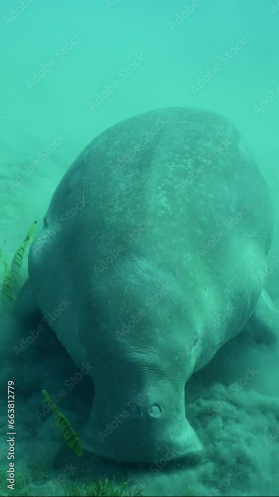 Vertical video, Top view on Se Cow or Dugong (Dugong dugon) eating ...