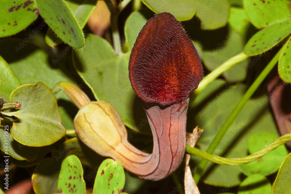 Tube-shaped reddish flower of Andalusian Dutchman's Pipevine ...