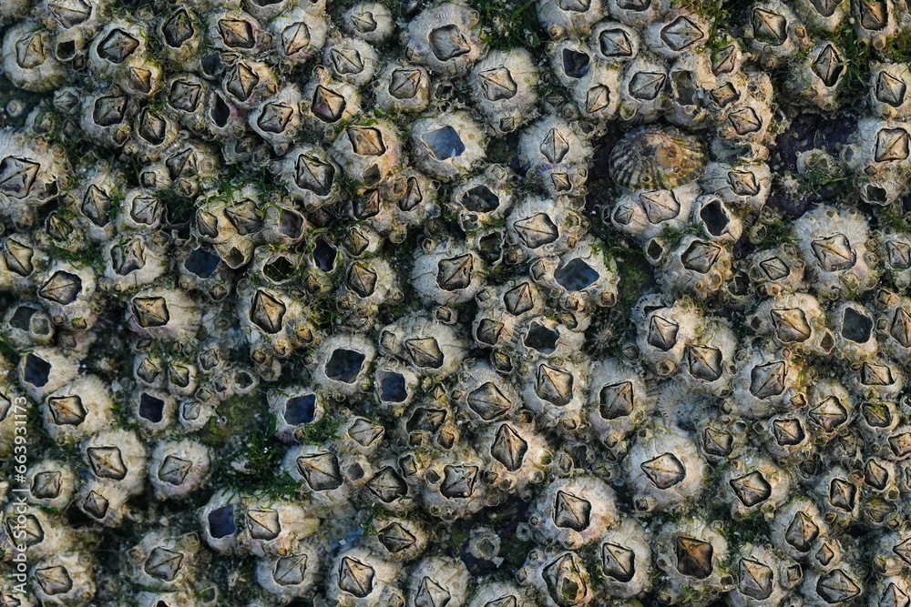 Amphibalanus reticulatus, also known as the reticulated barnacle, is a ...