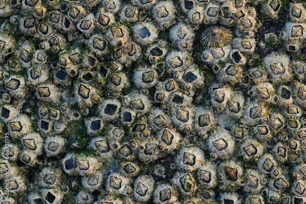 Amphibalanus reticulatus, also known as the reticulated barnacle, is a ...