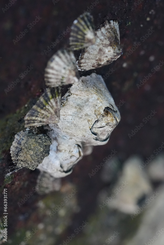 Foto de Amphibalanus reticulatus, also known as the reticulated ...