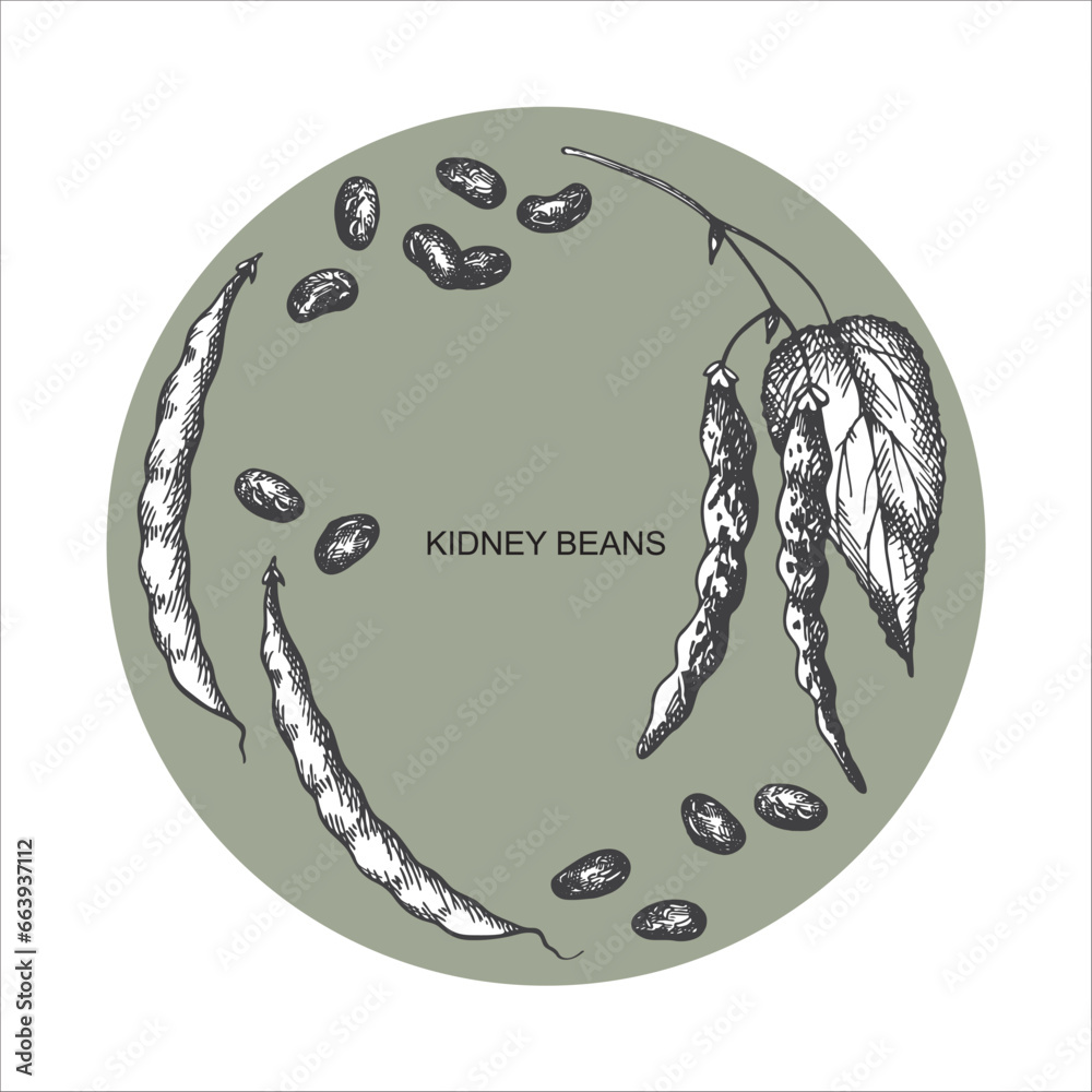 Kidney Bean frame border background vector illustration on isolated ...