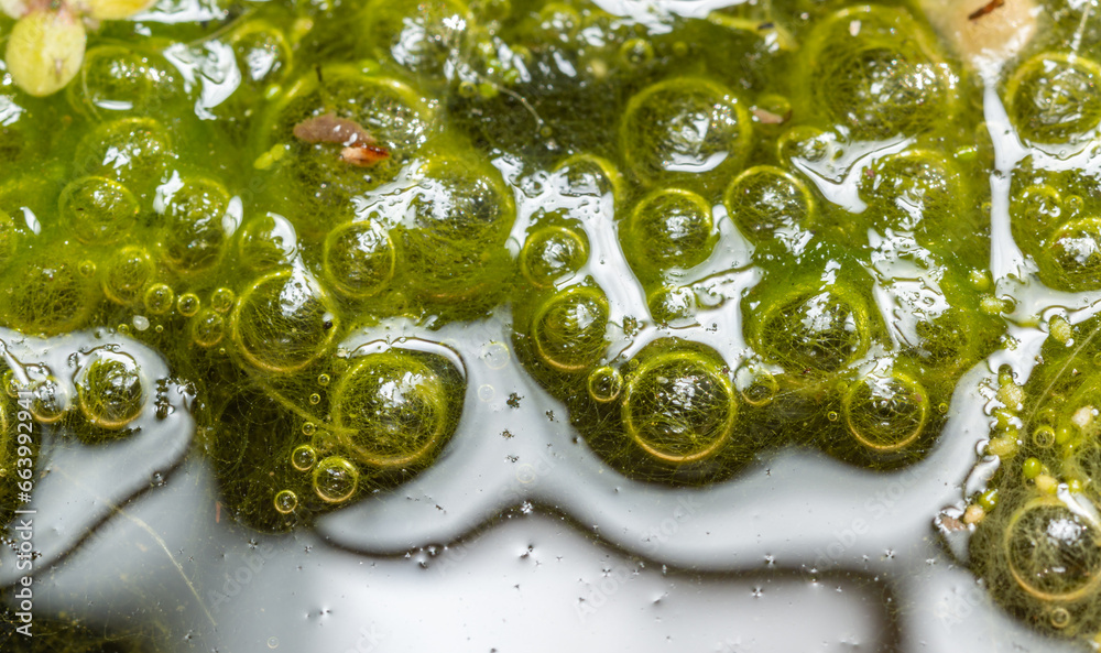 Freshwater algae Spirogyra release oxygen into the air, oxygen ...