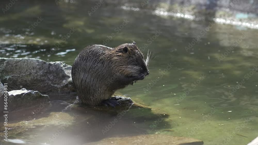 Adult nutria wash near pond in sunny weather. Myocastor coypus washes ...