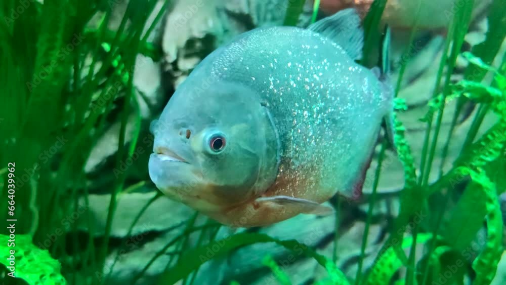 Close-up view of Red-bellied piranha (Pygocentrus nattereri, also known ...