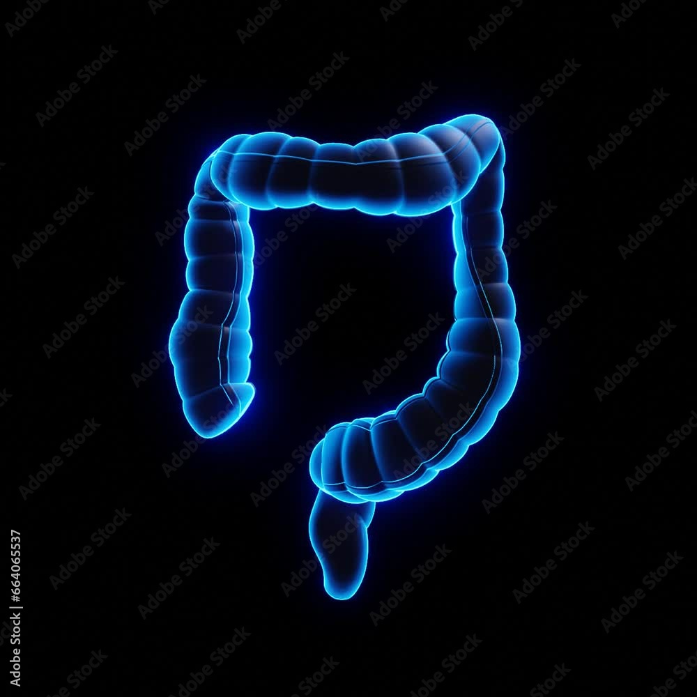 Colon x-ray style, internal organs 3D render, anatomy of the human body ...