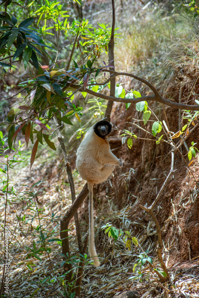 The crowned sifaka (Propithecus coronatus) is endangered endemic animal ...