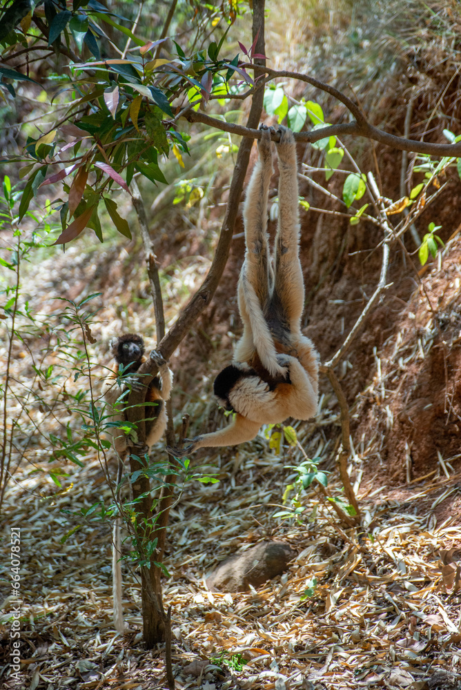 The crowned sifaka (Propithecus coronatus) is endangered endemic animal ...