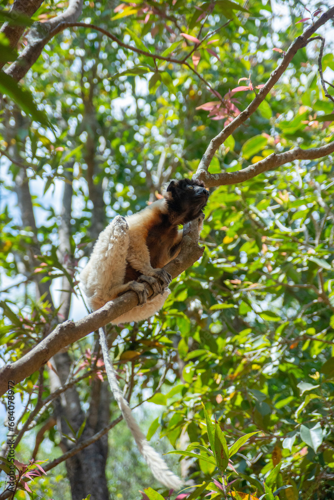 The crowned sifaka (Propithecus coronatus) is endangered endemic animal ...